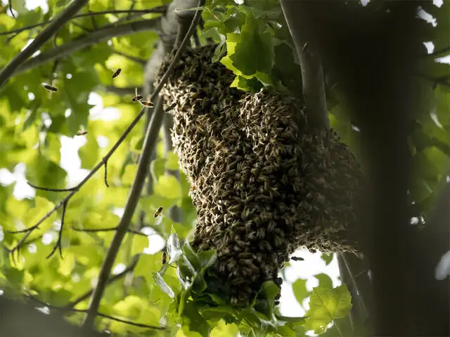 Food scarcity - Wild bees key to billion dollar worth of fruit and ...