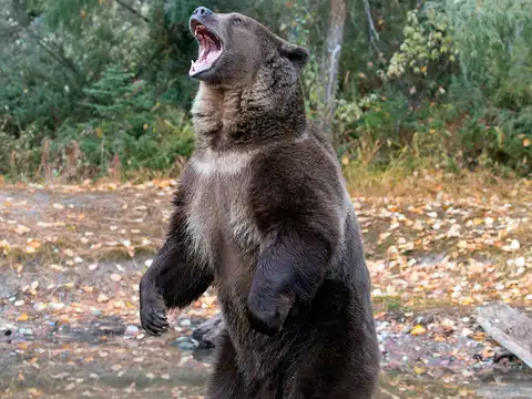 Grizzly Bear Standing Growling Close Up Grizzly Bear Growling Hi Res