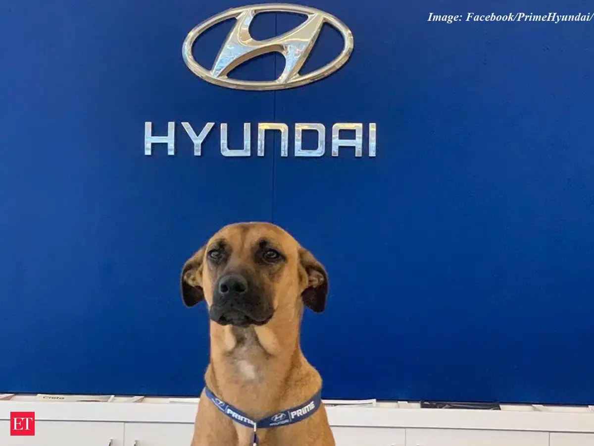 Hyundai adopts street dog and makes him car salesman - Employee of the ...