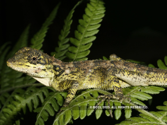 Divergent tales of two lizards where one ended up in amber and the ...