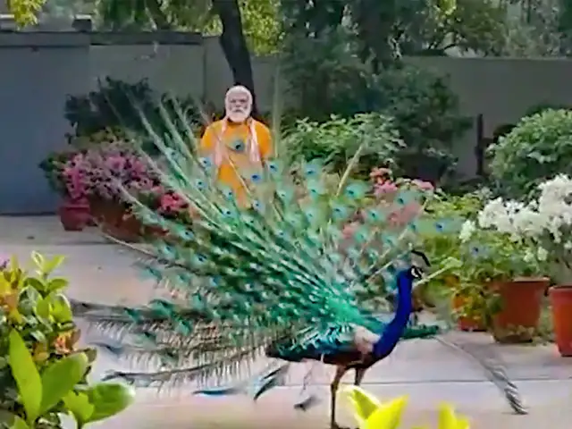 PM Narendra Modi shares video with peacocks from his official residence ...