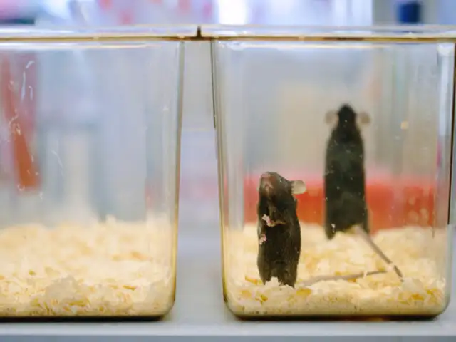 Genetically engineered - America’s muscled space mice, boon for ...