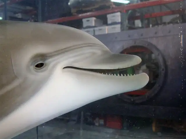 The robot dolphin at theme park could be a reality - High-tech robot ...