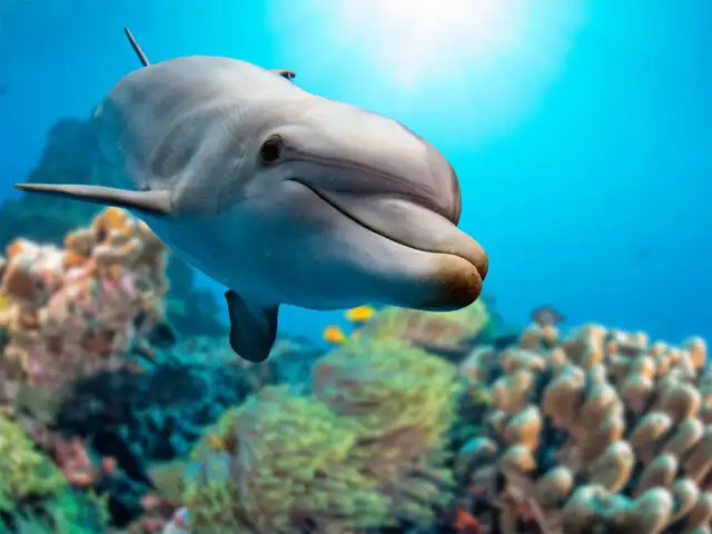 The robot dolphin at theme park could be a reality - High-tech robot ...