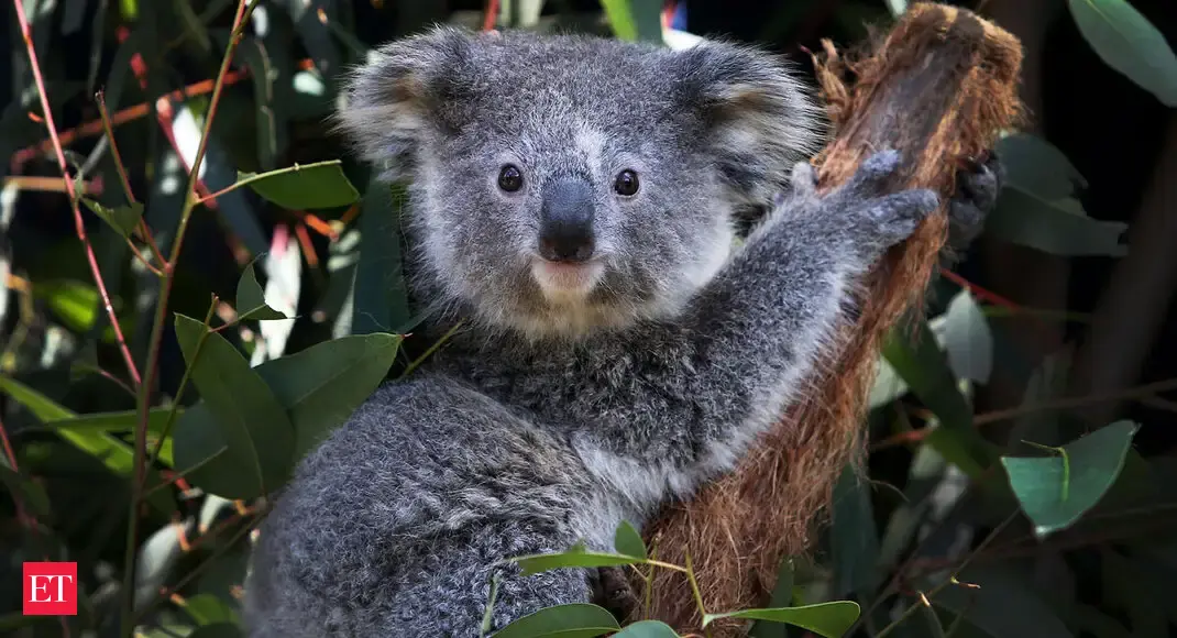 Ensuring balance - From disease to bushfires, Australia's iconic koalas ...