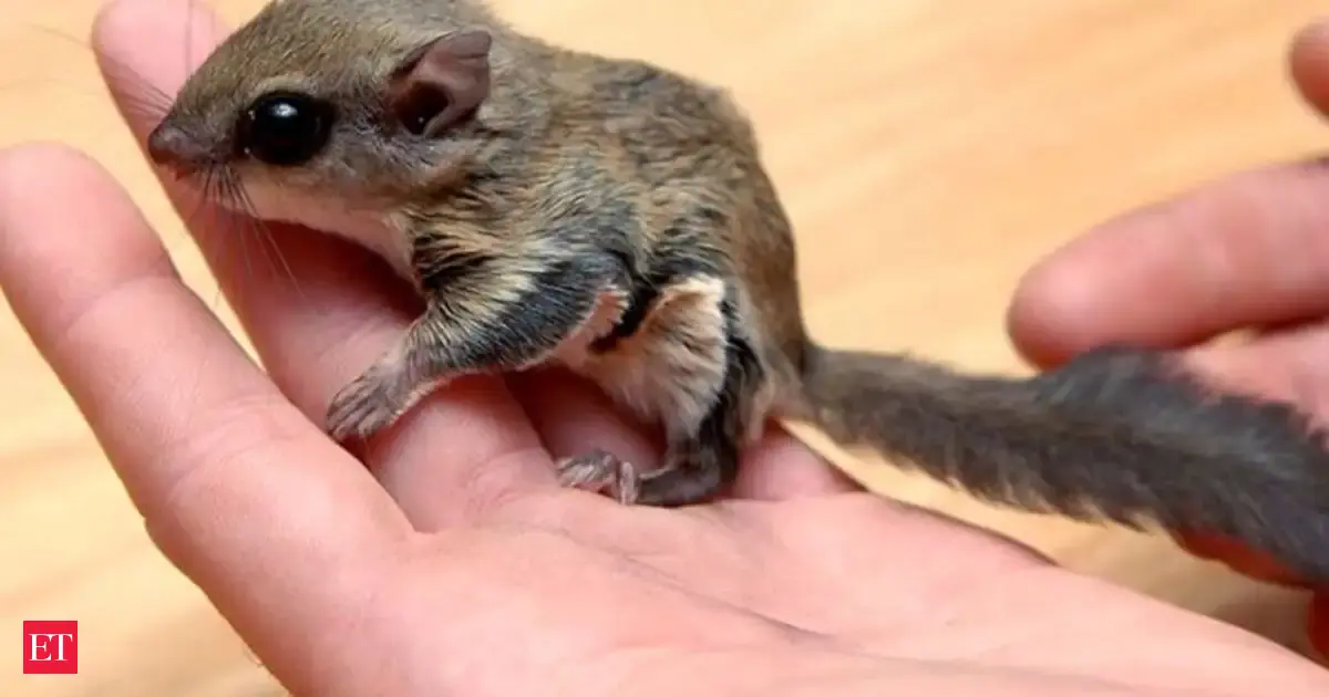 US goes nuts over flying squirrel thieves - The Economic Times