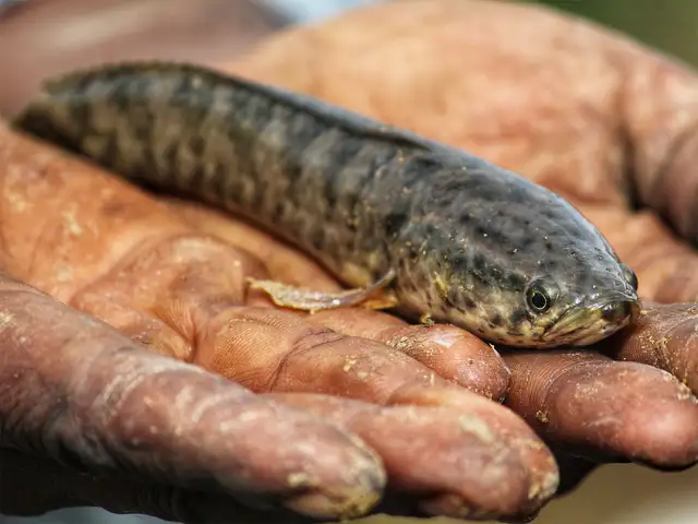 New family of bony fish from Western Ghats, Aenigmachannidae, are ...