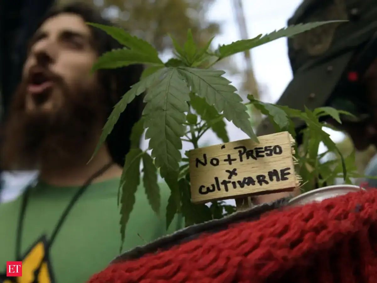 2020 elections: Americans across party lines embrace marijuana, laws ...