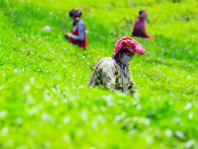 Importance of middlemen! - Middleman matters: Behind farmers protests ...