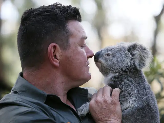 Deadliest for Koalas - 'Black summer' bushfires: Koalas on the verge of ...