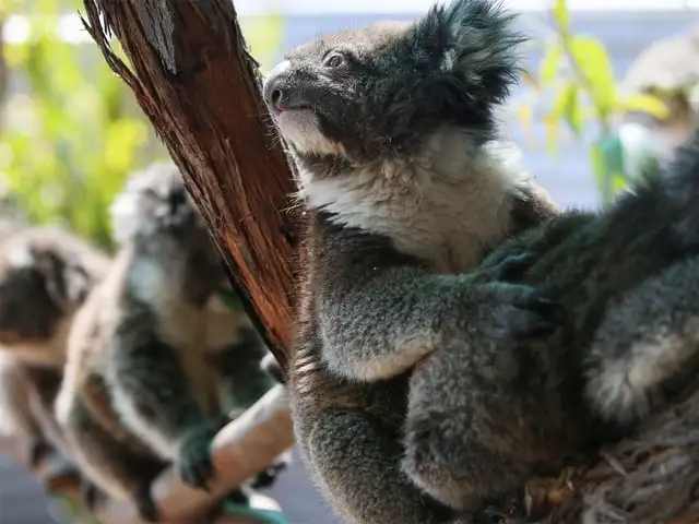 Deadliest for Koalas - 'Black summer' bushfires: Koalas on the verge of ...