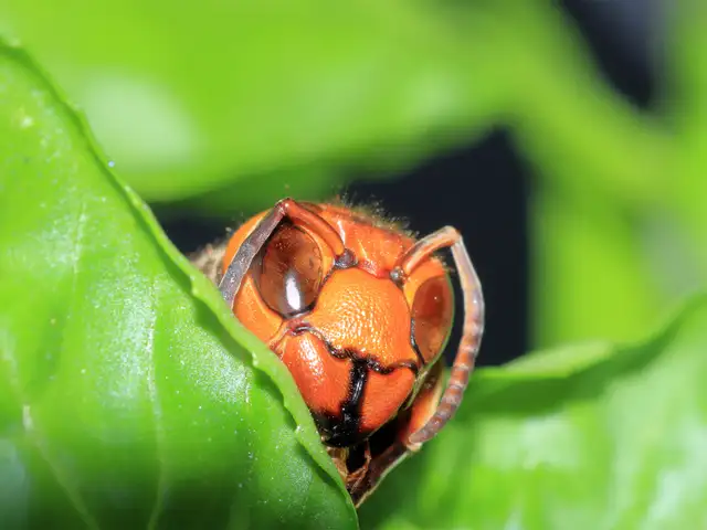 Poop weapon - Poop power: Learn how Asian honey bees defend their ...