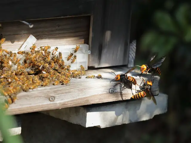 The defence that is working - Poop power: Learn how Asian honey bees ...