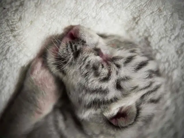 First-ever white tiger - Rare white tiger born at Nicaragua zoo | The ...