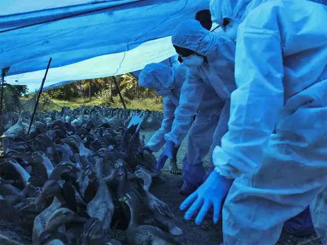 How bird flu spreads to humans - Bird flu is raging in India. Here's ...