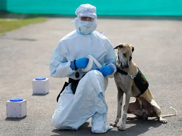 Pioneering paws - Pioneering paws: Indian Army using dogs to detect ...