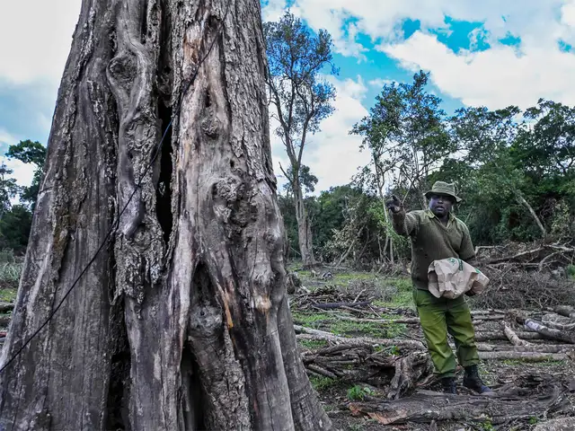 Massive loss of forest cover - Hardy 'seedballs' help regrow Kenya's ...