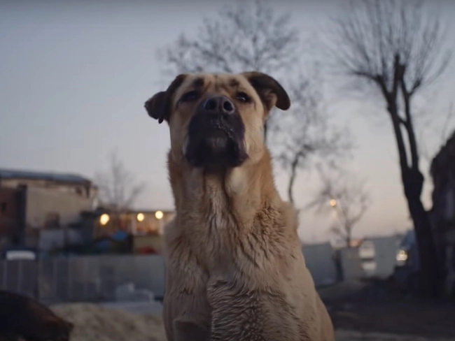 Three stray dogs in Istanbul get own starring roles in new documentary ...