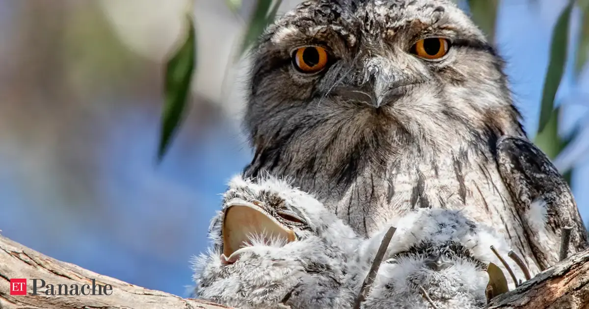 Meet the world’s most Instagrammable bird - The Economic Times