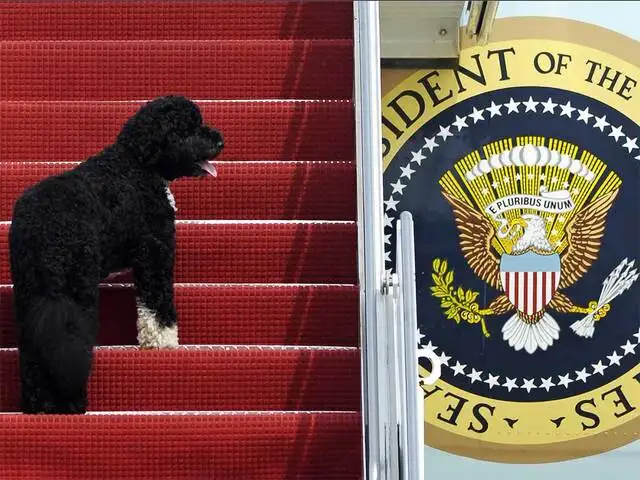 A Portuguese water dog - Barack Obama's family dog Bo, once a White ...