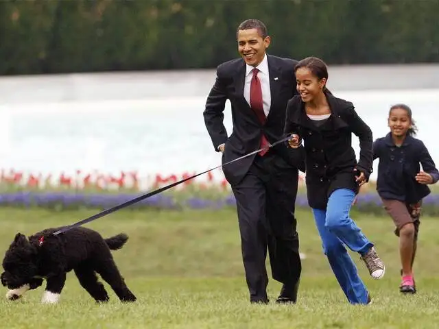 A Portuguese water dog - Barack Obama's family dog Bo, once a White ...