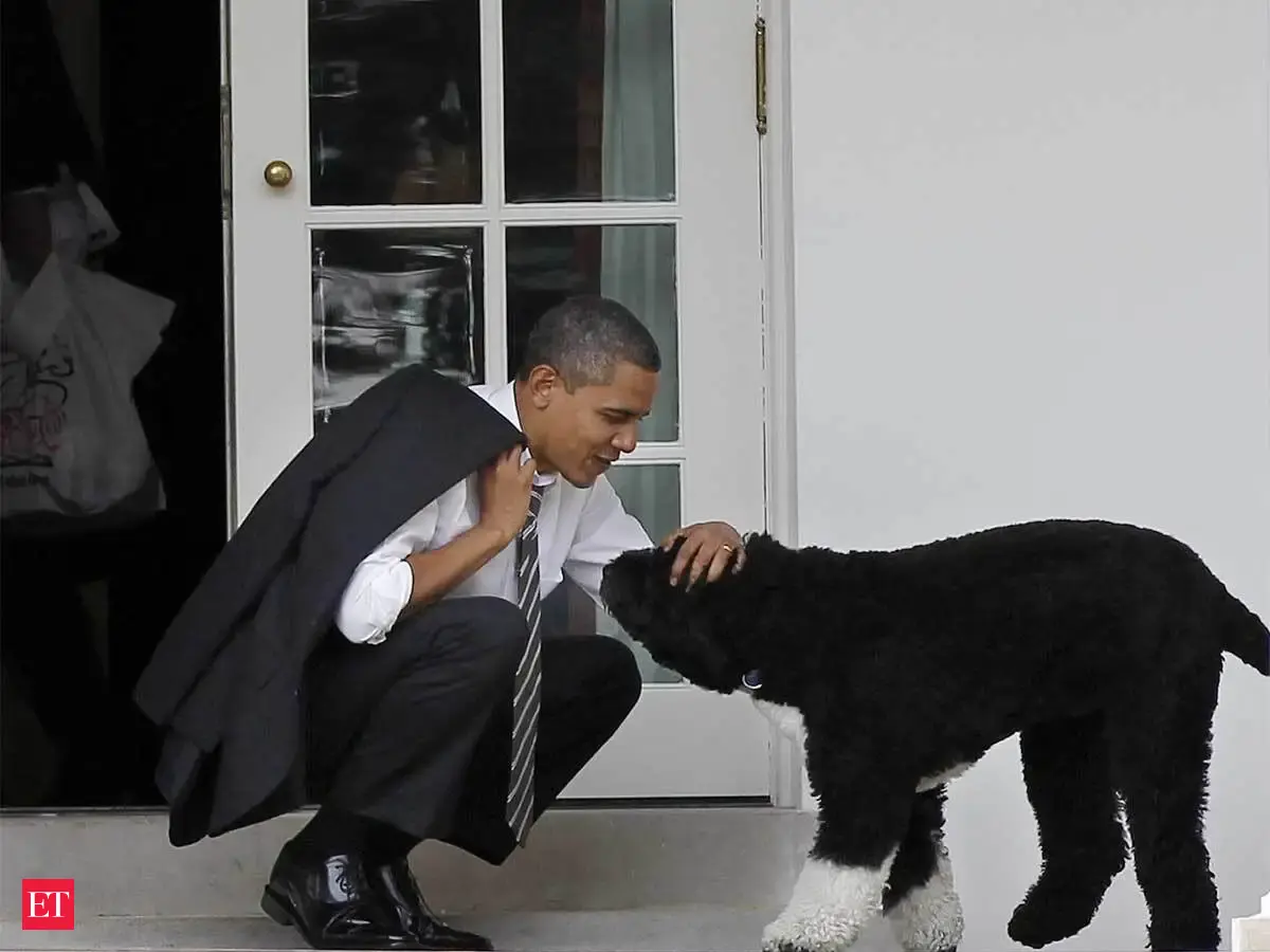 Barack Obama's family dog Bo, once a White House celebrity, dies from ...