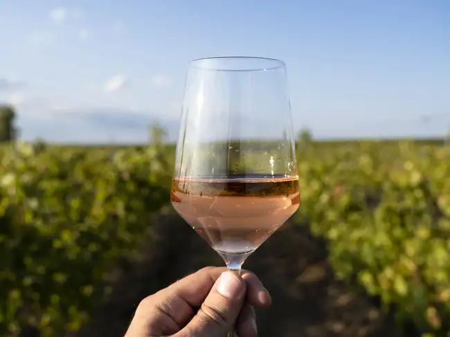 France's rose vineyards a hit investment among rich & famous, thanks to ...