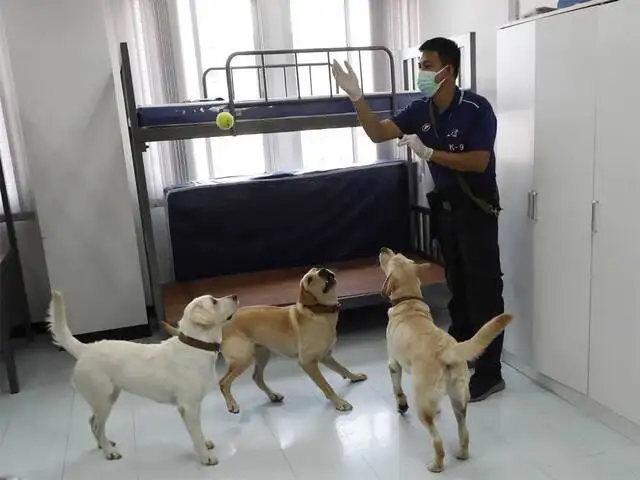 Safety precaution - Thailand: How Labrador retrievers are being trained ...
