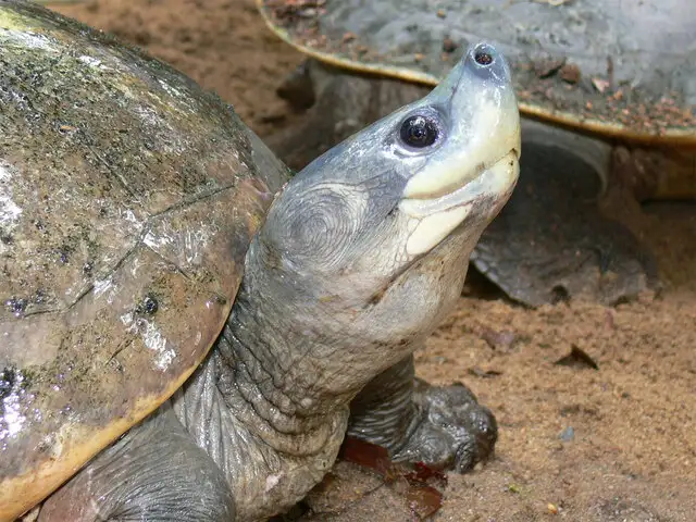 Rare turtle species - From crocodiles to turtles, Cyclone Yaas severely ...