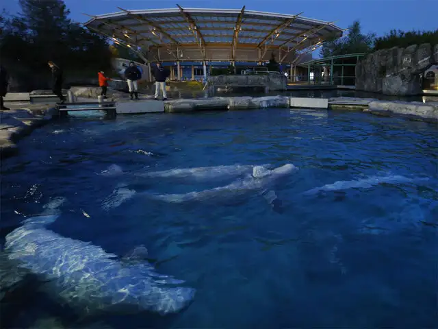 Climate change effect - Shrinking Giants: North Atlantic right whales ...