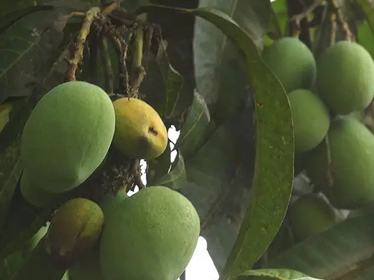 Oh for those old-fashioned mango memories… - The Economic Times