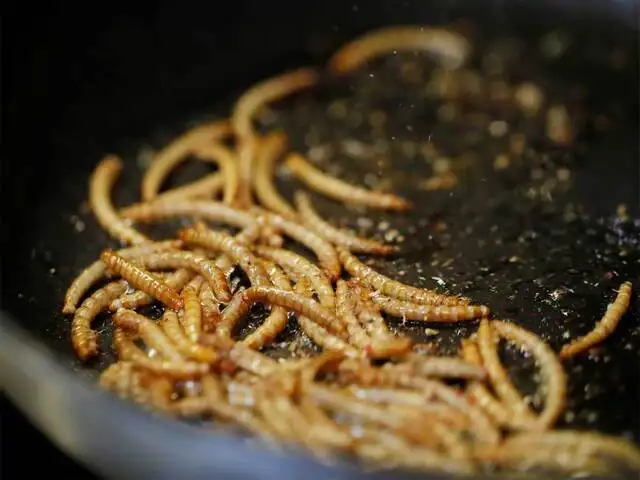 Future food? - French restaurant serves up food of the future - insects ...