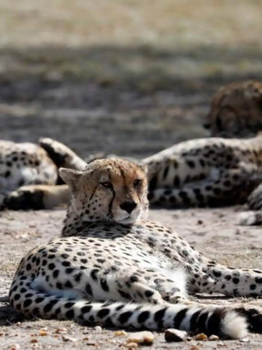 Chetaah in india project cheetah news today : 70 साल बाद फिर आएगा चीता ...