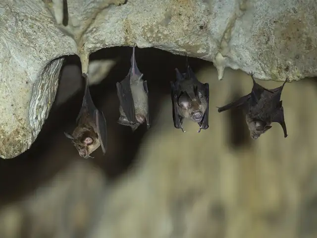 Bat origin - If you think you have COVID-19, it might be best to stay ...