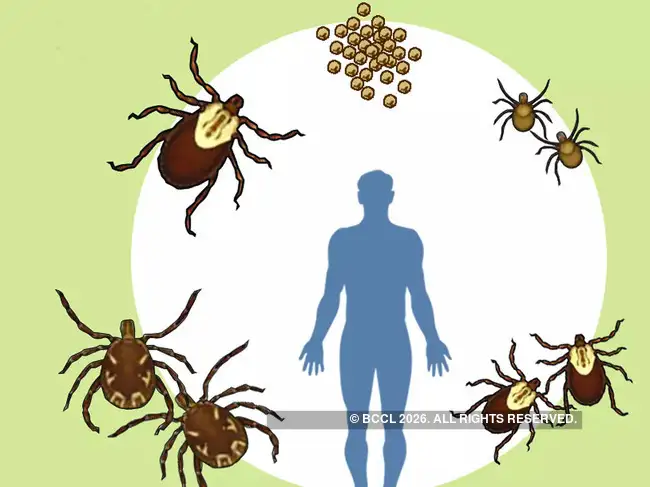 How to protect yourself from chigger mites that spread scrub typhus ...