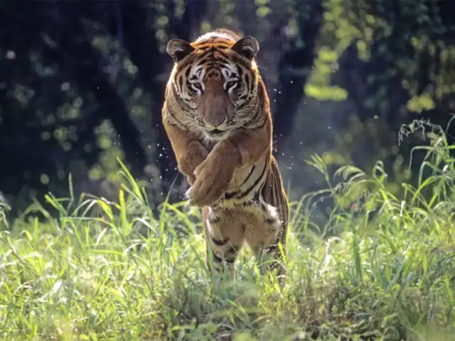 Small founding population - Why Odisha's ‘black tigers' look black ...