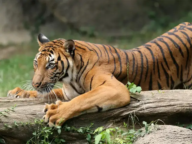 Why Odisha's ‘black tigers' look black - It's in the genes | The ...