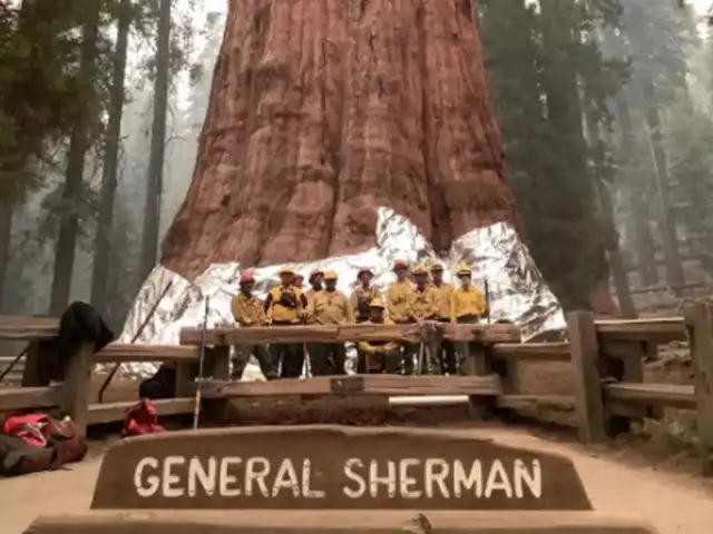 Protecting General Sherman - Can foil help protect California homes ...