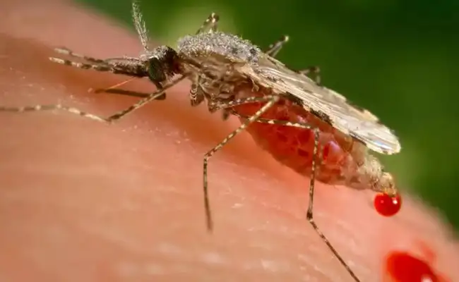 bharat biotech: Bharat Biotech to produce world's 1st malaria vaccine ...