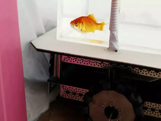 Like a fish out of water? Israeli team trains goldfish to drive ...