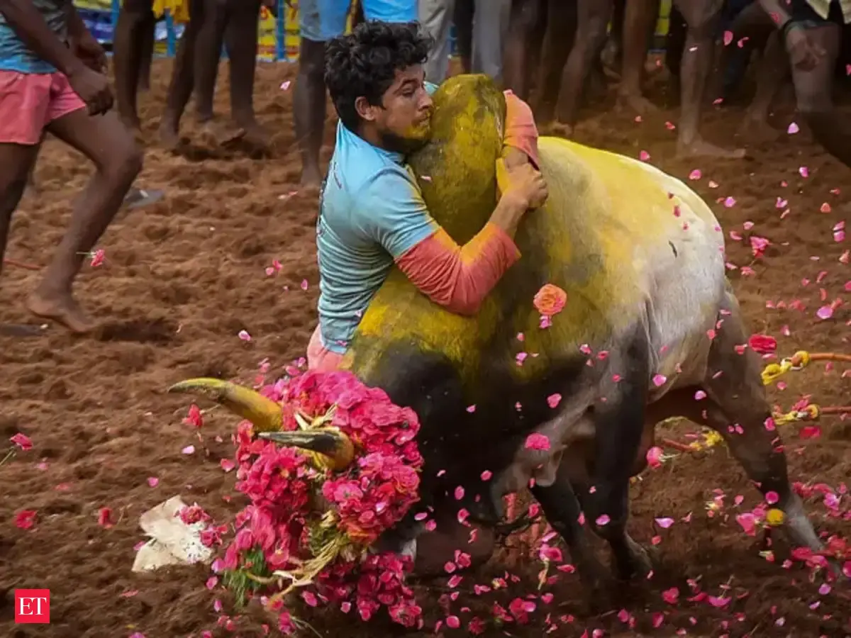 jallikattu: Andhra Pradesh: Jallikattu fervour continues, celebrated in ...