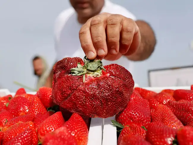 largest strawberry: Mammoth Israeli strawberry becomes the heaviest and ...