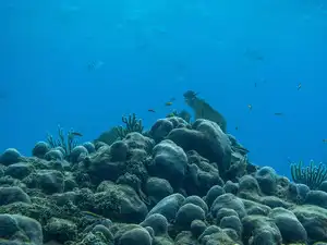 niot: Indigenous submersible vehicle Matsya 6000 will be ready as ...