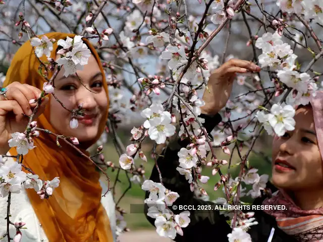 Cultural importance - It's spring! Almond trees in bloom in Kashmir ...