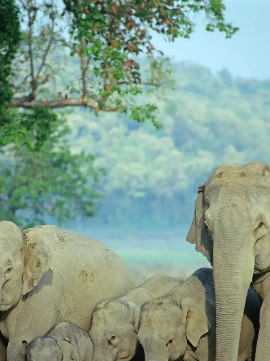 Indian forests : India's incredible forests you need to visit ...