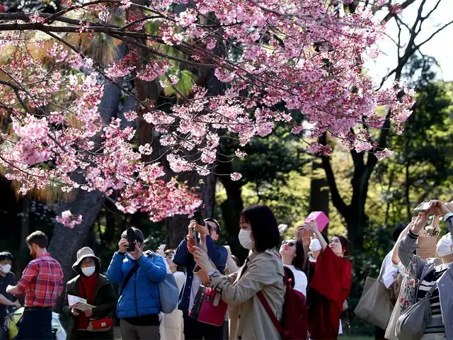 Thousands at hanami spots - Sakura! Japanese celebrate cherry blossoms ...