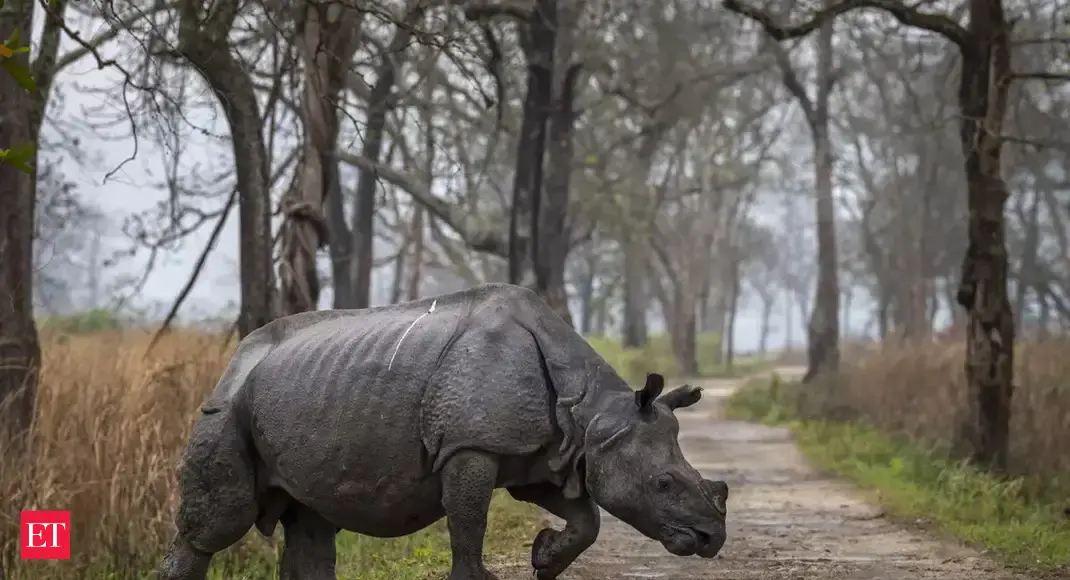 Count now 2,613 - Rhino population increases by 200 at Kaziranga park ...
