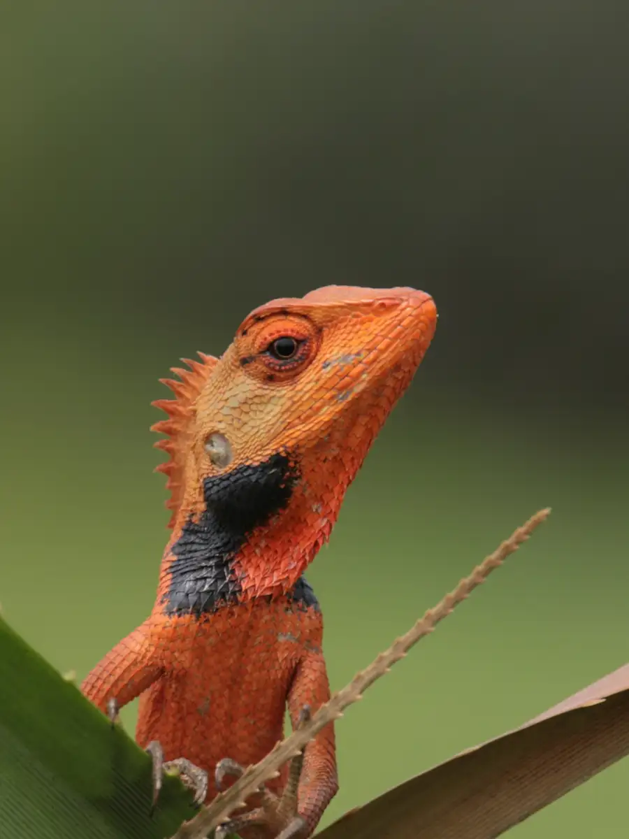 1 in 5 reptiles face risk of extinction | EconomicTimes