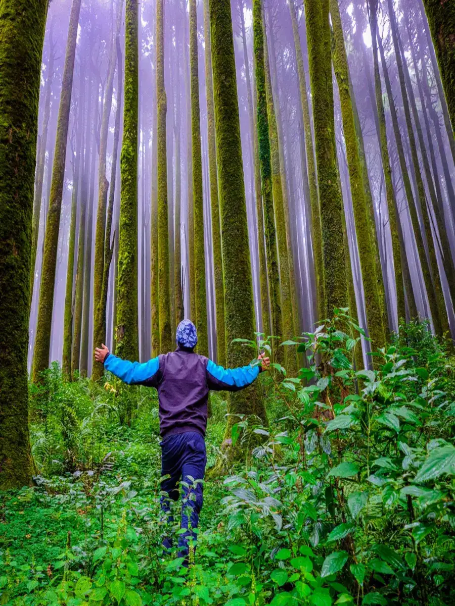 Beautiful forest escapes around the world | EconomicTimes