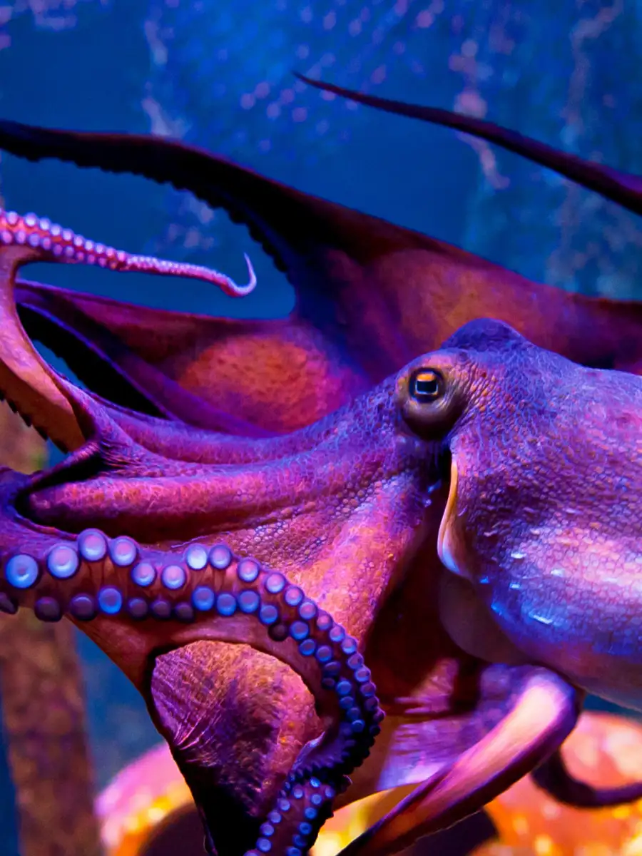 Octopus: Meet the 'brainy' invertebrate | EconomicTimes